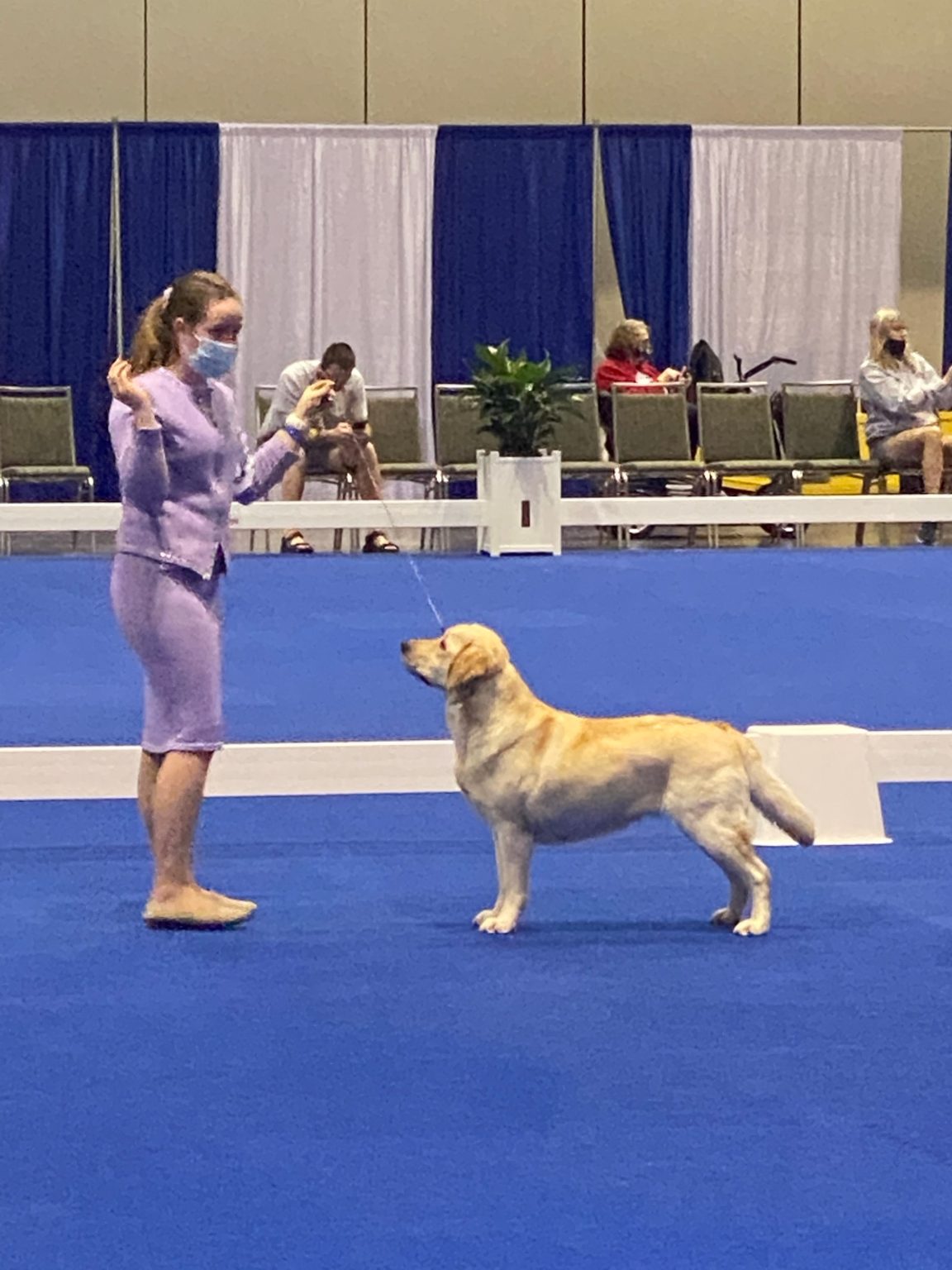 Lakewood Labradors & Stud dogs – Rude Dog University